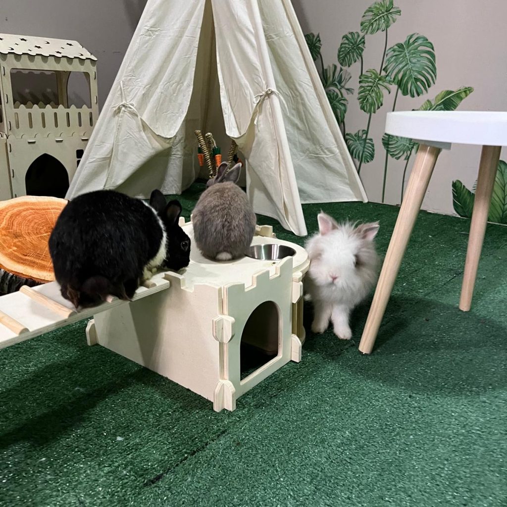 Animal Cafe Puerto Rico